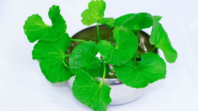 Daun Pegagan & Manfaatnya Bagi Kesehatan - HERBALTAMA PERSADA