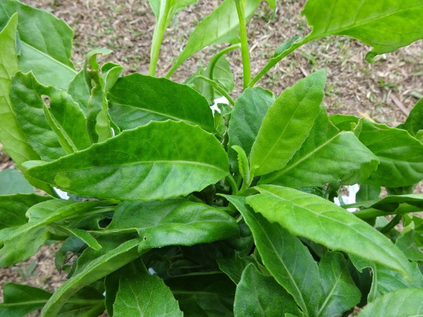 Manfaat Daun Sambung Nyawa Untuk Kesehatan